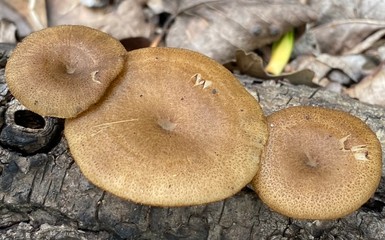 Spring Polypore (Lentinus arcularius) | Mushrooms of Nebraska