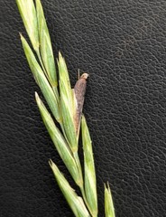 Ergots (Claviceps sp.) | Mushrooms of Nebraska