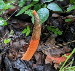 Devil's Dipstick (Mutinus elegans) | Mushrooms of Nebraska