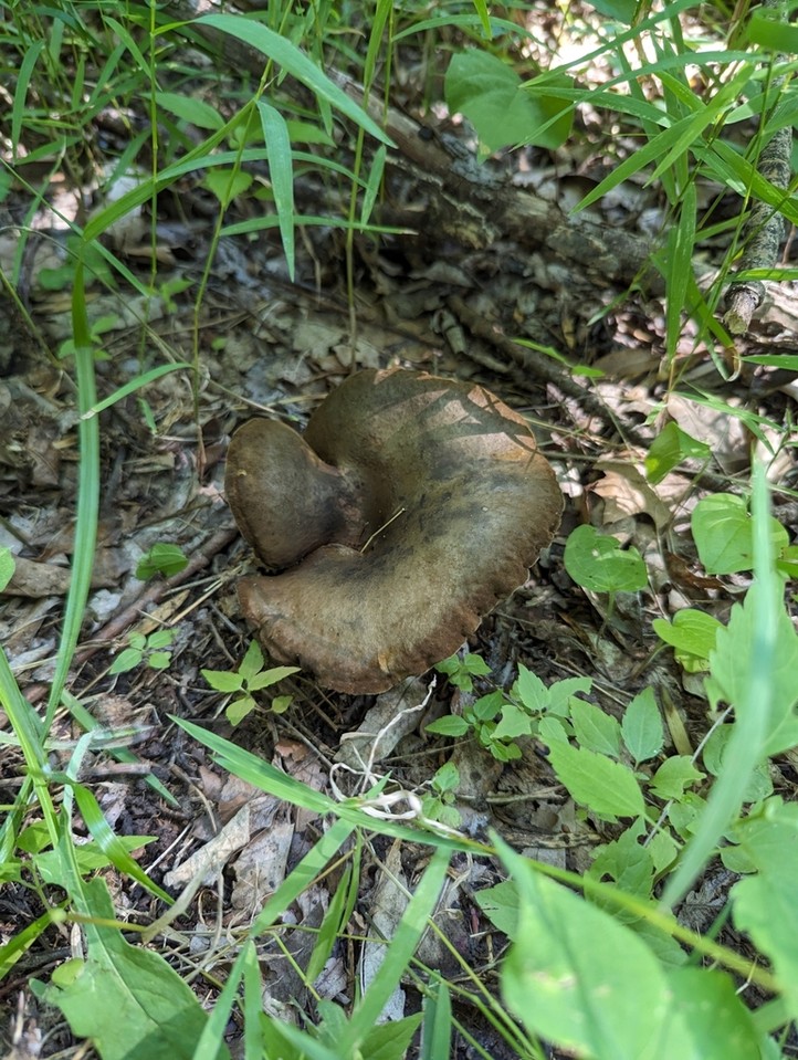 Ash-tree Bolete (Boletinellus merulioides) | Mushrooms of Nebraska