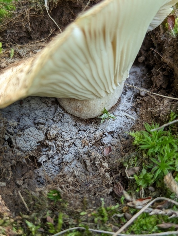 Russula sp-NE02 | Mushrooms of Nebraska