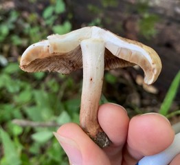 Sweet-Smelling Fibercap (Inocybe dulciolens) | Mushrooms of Nebraska