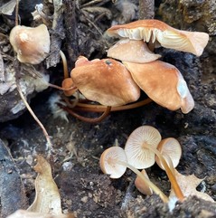 Marasmius sp-IN08 | Mushrooms of Nebraska