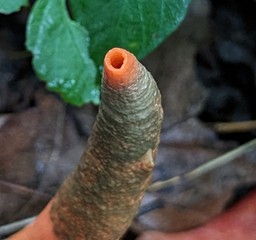 Devil's Dipstick (Mutinus elegans) | Mushrooms of Nebraska