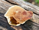 Fasciating Stereum (Stereum fasciatum) | Mushrooms of Nebraska