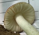 Russula sp-IN1 | Mushrooms of Nebraska