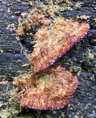 Trichaptum byssogenum | Mushrooms of Nebraska