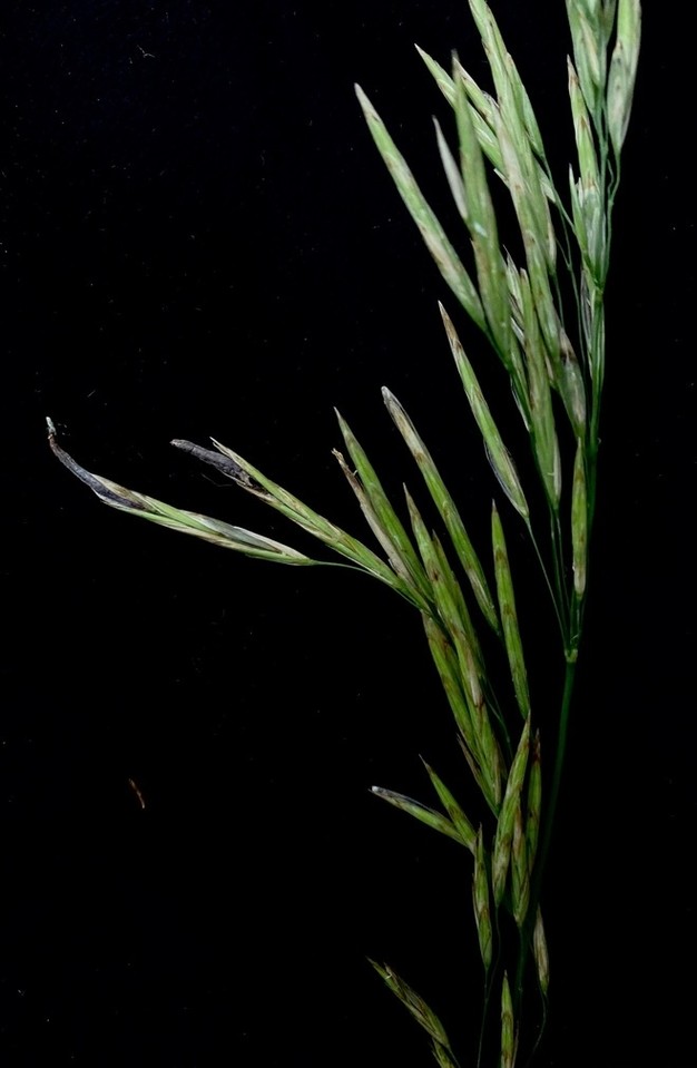 Ergots (Claviceps sp.) | Mushrooms of Nebraska