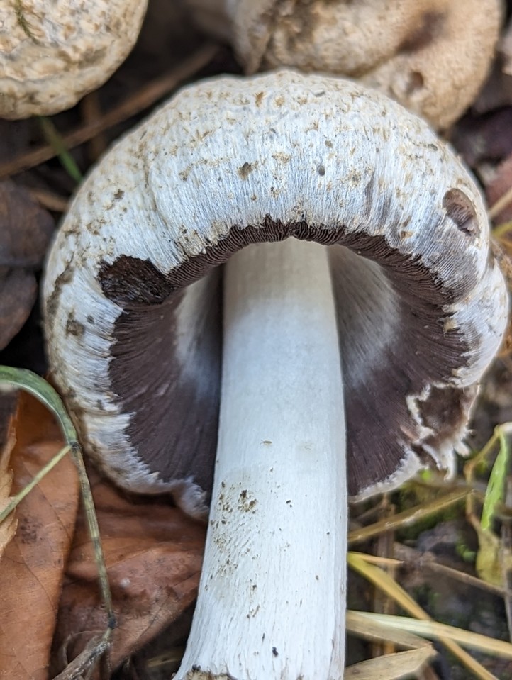 Common Ink Cap (Coprinopsis atramentaria) | Mushrooms of Nebraska