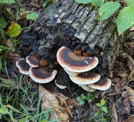 Resinous Polypore (Ischnoderma resinosum) | Mushrooms of Nebraska