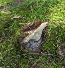 Russula sp-NE02 | Mushrooms of Nebraska