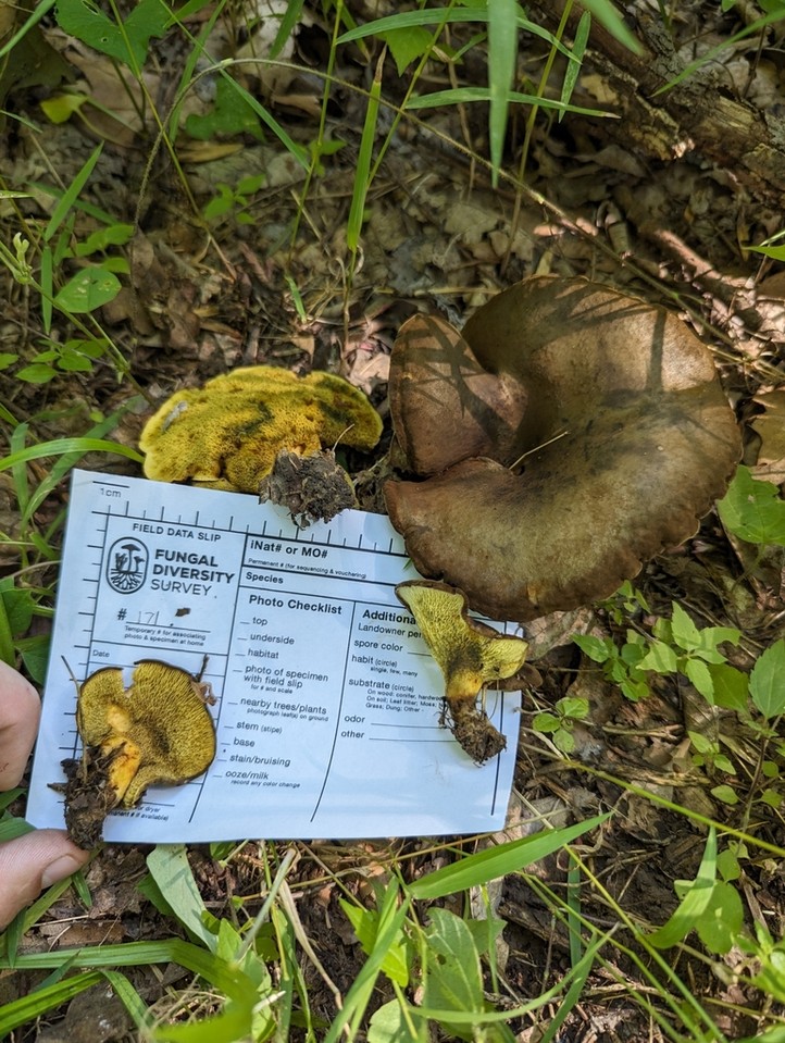 Ash-tree Bolete (Boletinellus merulioides) | Mushrooms of Nebraska