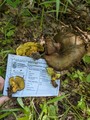 Ash-tree Bolete (Boletinellus merulioides) | Mushrooms of Nebraska