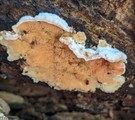 Trembling Crust (Merulius tremellosus) | Mushrooms of Nebraska