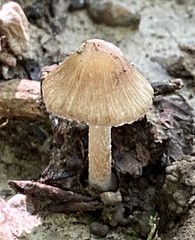 Inocybe sp-NE01 | Mushrooms of Nebraska