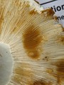 Russula sp-IN13 | Mushrooms of Nebraska