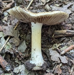 Inocybe sp-IN49 | Mushrooms of Nebraska