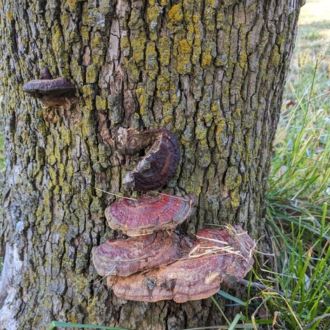 Indian Cave State Park | Mushrooms of Nebraska