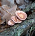 Lilac Oysterling (Panus conchatus) | Mushrooms of Nebraska