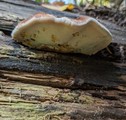 Resinous Polypore (Ischnoderma resinosum) | Mushrooms of Nebraska