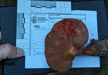 Golden Reishi (Ganoderma curtisii) | Mushrooms of Nebraska