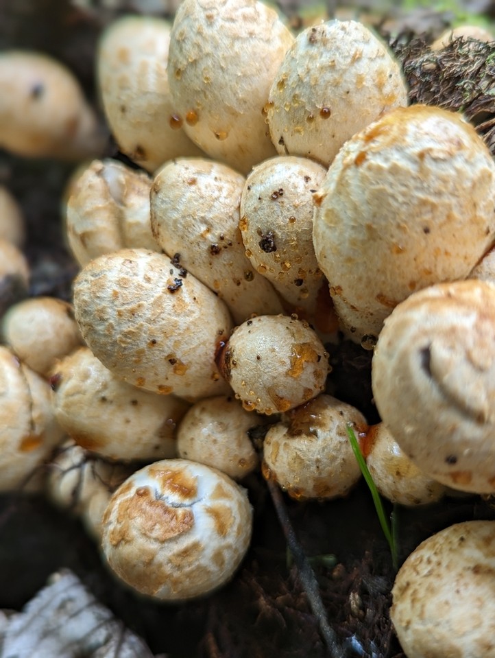 Scaly Ink Cap (Coprinopsis variegata) | Mushrooms of Nebraska