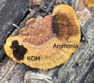 Mustard Yellow Polypore (Fuscoporia gilva) | Mushrooms of Nebraska