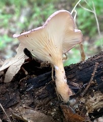Lilac Oysterling (Panus conchatus) | Mushrooms of Nebraska
