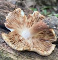 Sweet-Smelling Fibercap (Inocybe dulciolens) | Mushrooms of Nebraska