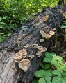 Hairy Oysterling (Panus lecomtei) | Mushrooms of Nebraska