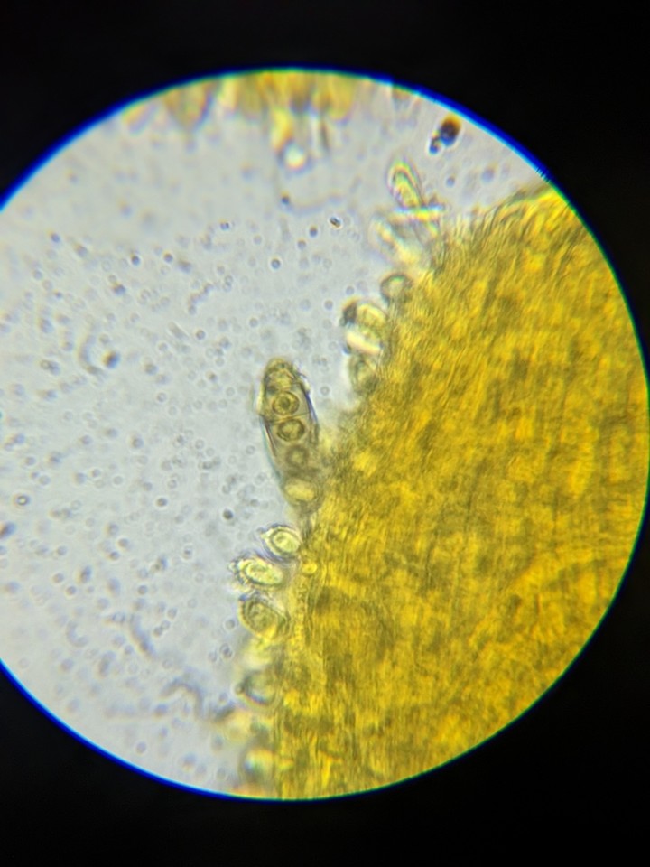 Spider Akanthomyces (Akanthomyces aranearum) | Mushrooms of Nebraska