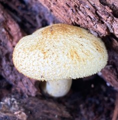 Tricholomopsis sp-IN01 | Mushrooms of Nebraska