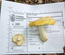 Russula sp-IN13 | Mushrooms of Nebraska