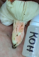 Russula sp-IN75 | Mushrooms of Nebraska