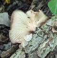Lilac Oysterling (Panus conchatus) | Mushrooms of Nebraska
