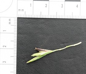 Ergots (Claviceps sp.) | Mushrooms of Nebraska