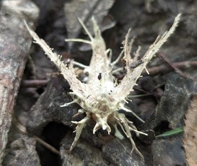 Moth Urchin Fungus (Akanthomyces aculeatus) | Mushrooms of Nebraska