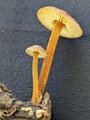 Orange Faint Foot Mushroom (Heimiomyces tenuipes) | Mushrooms of Nebraska