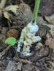 Taxon: Sebacina